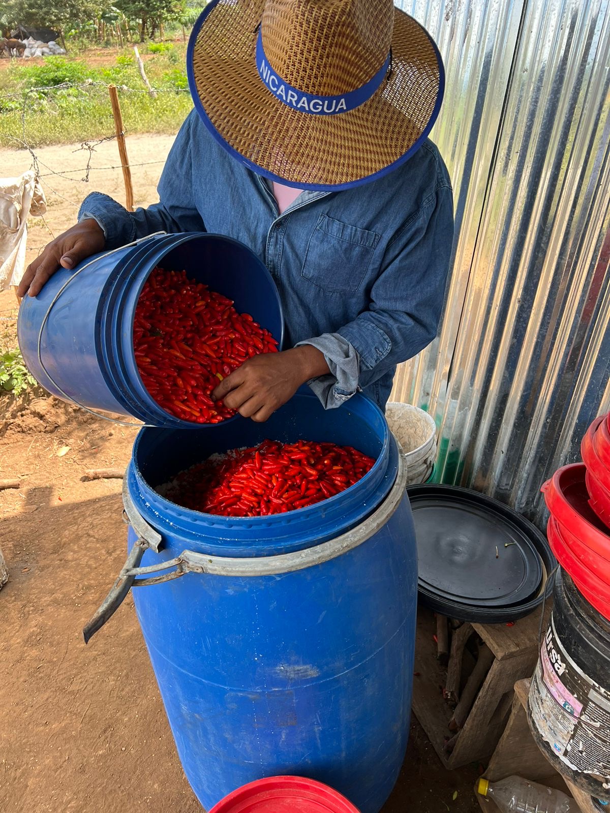 Spice Society | Sustainable Hot Pepper Production from Central America