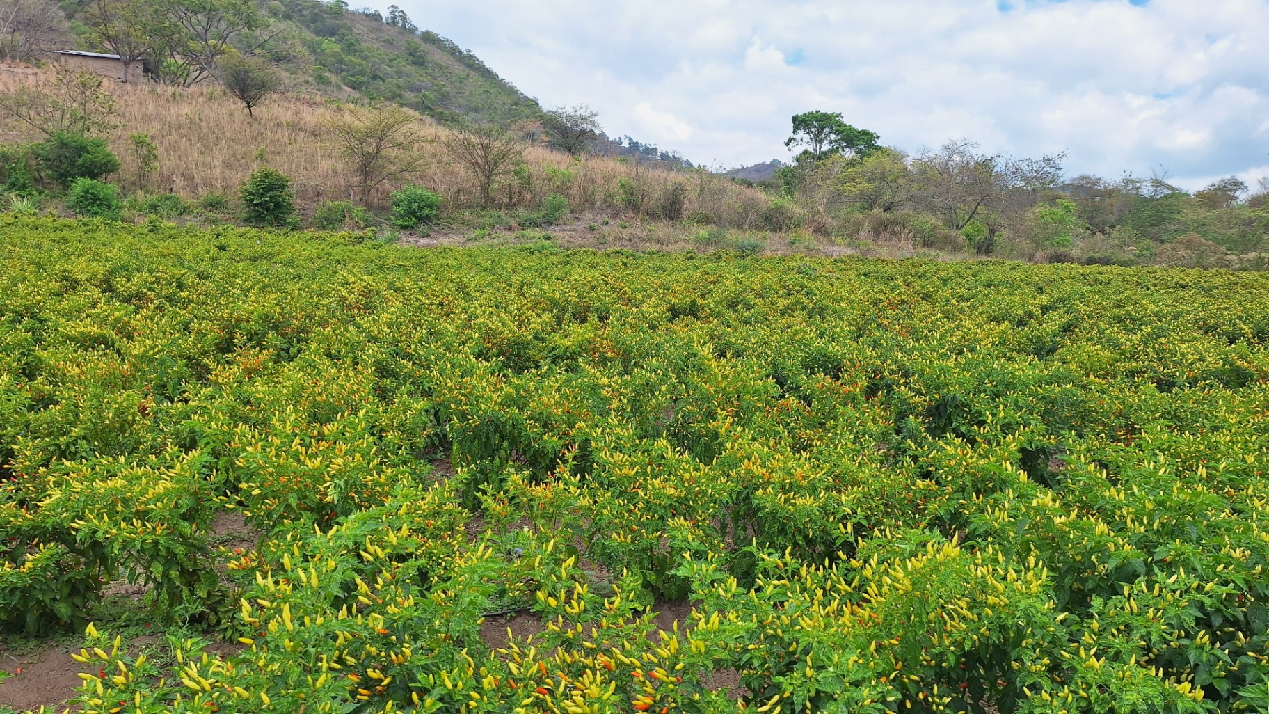 Spice Society | Sustainable Hot Pepper Production from Central America