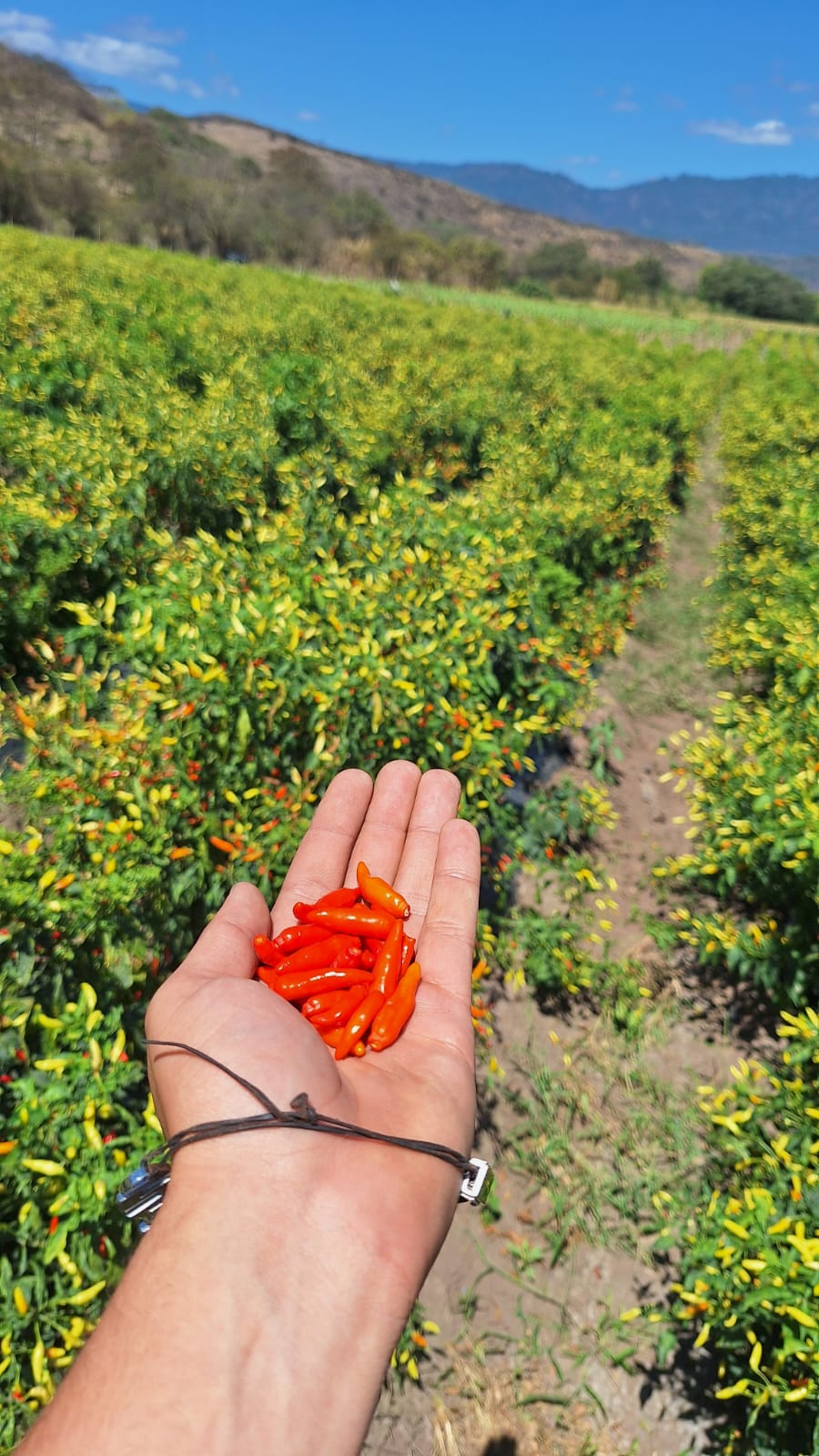 Spice Society | Sustainable Hot Pepper Production from Central America