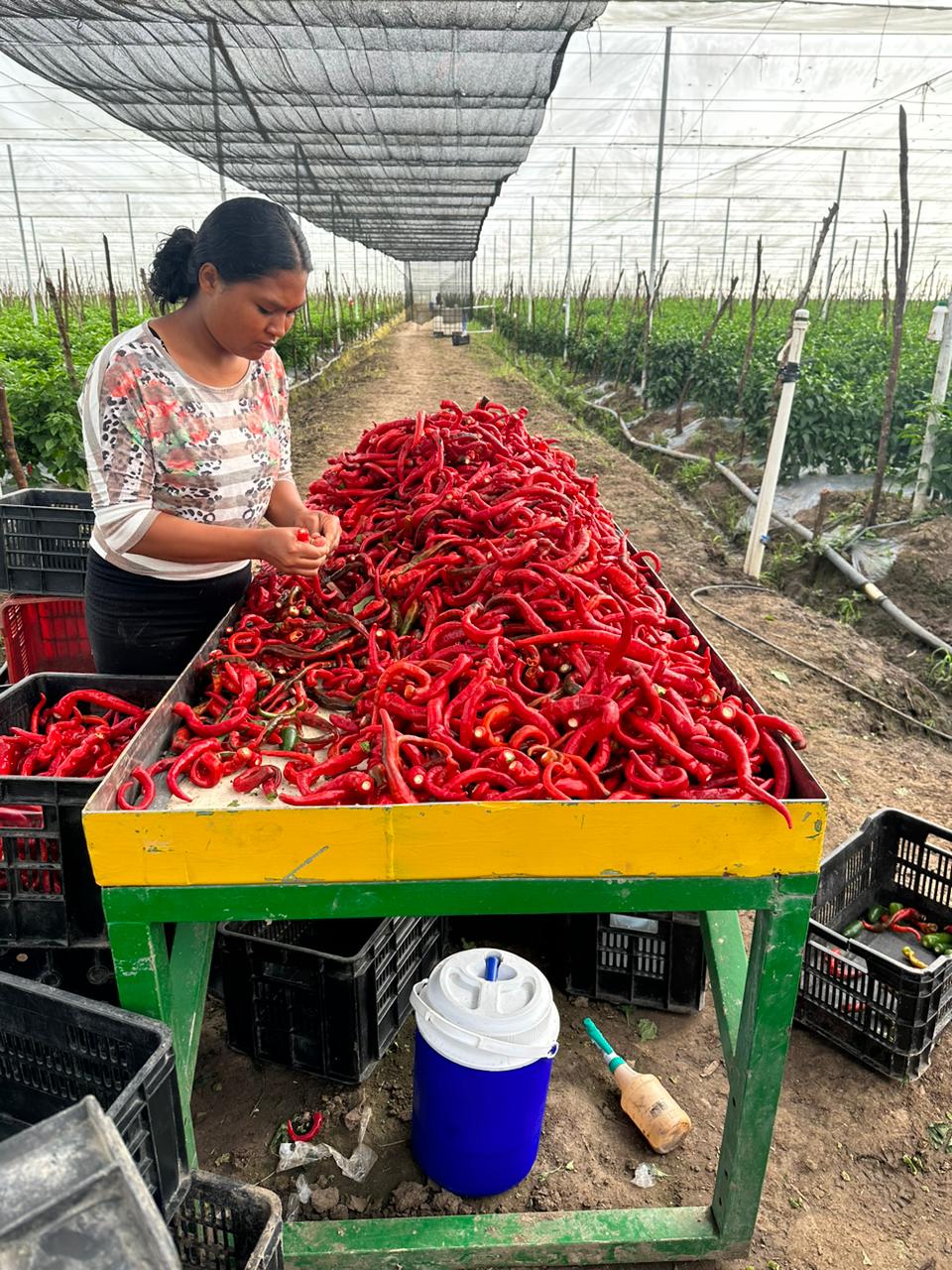 Spice Society | Sustainable Hot Pepper Production from Central America